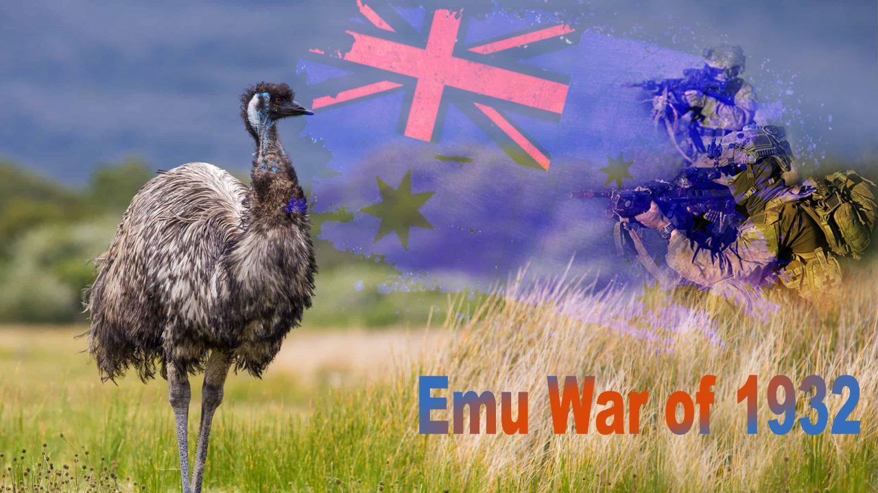 When An Emu Calls: The Most Bizarre War That Has Ever Happened In The ...